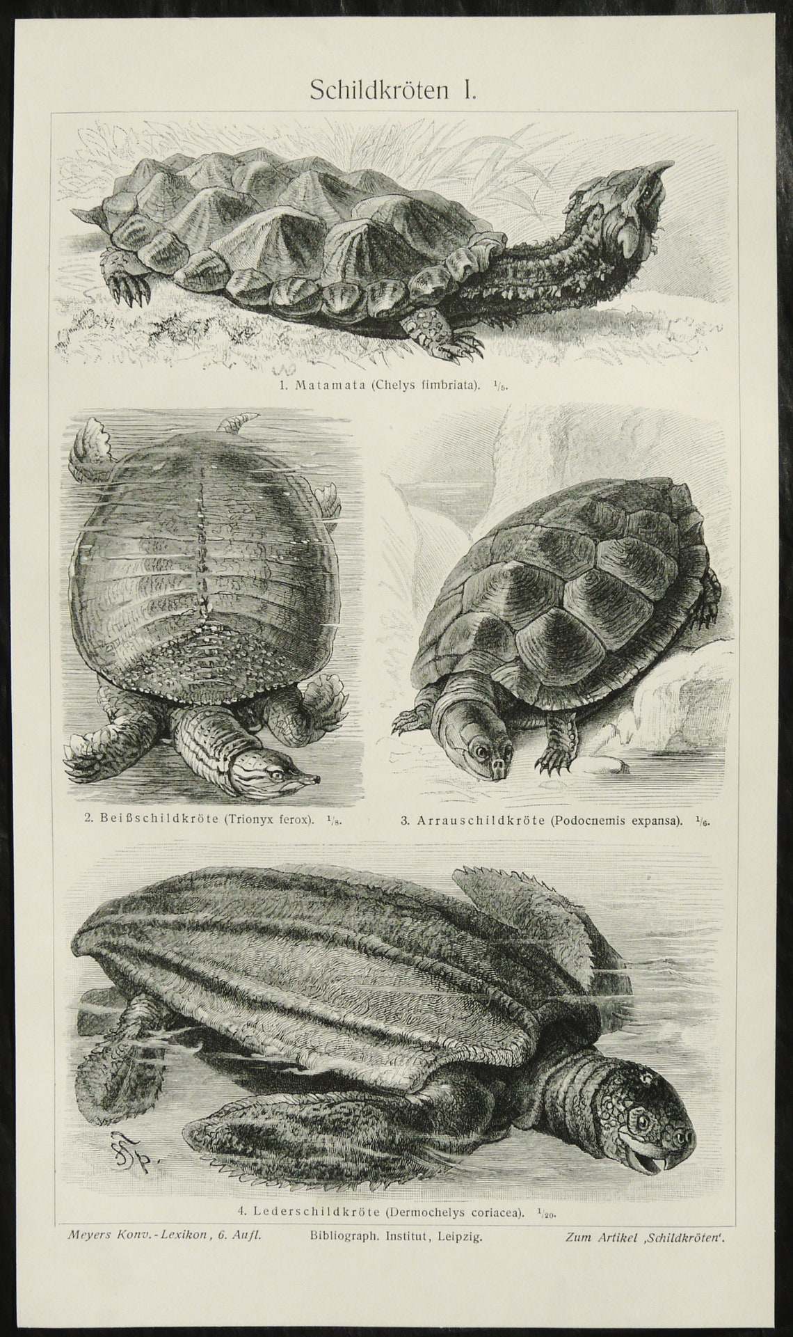 1897 Antique Print of TURTLES, TORTOISES, Different Species. Marine ...