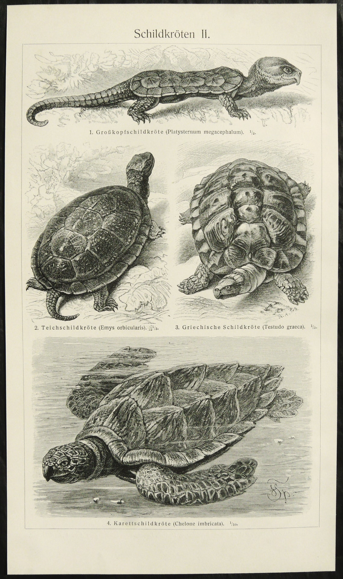 1897 Antique Print of TURTLES, TORTOISES, Different Species. Marine ...