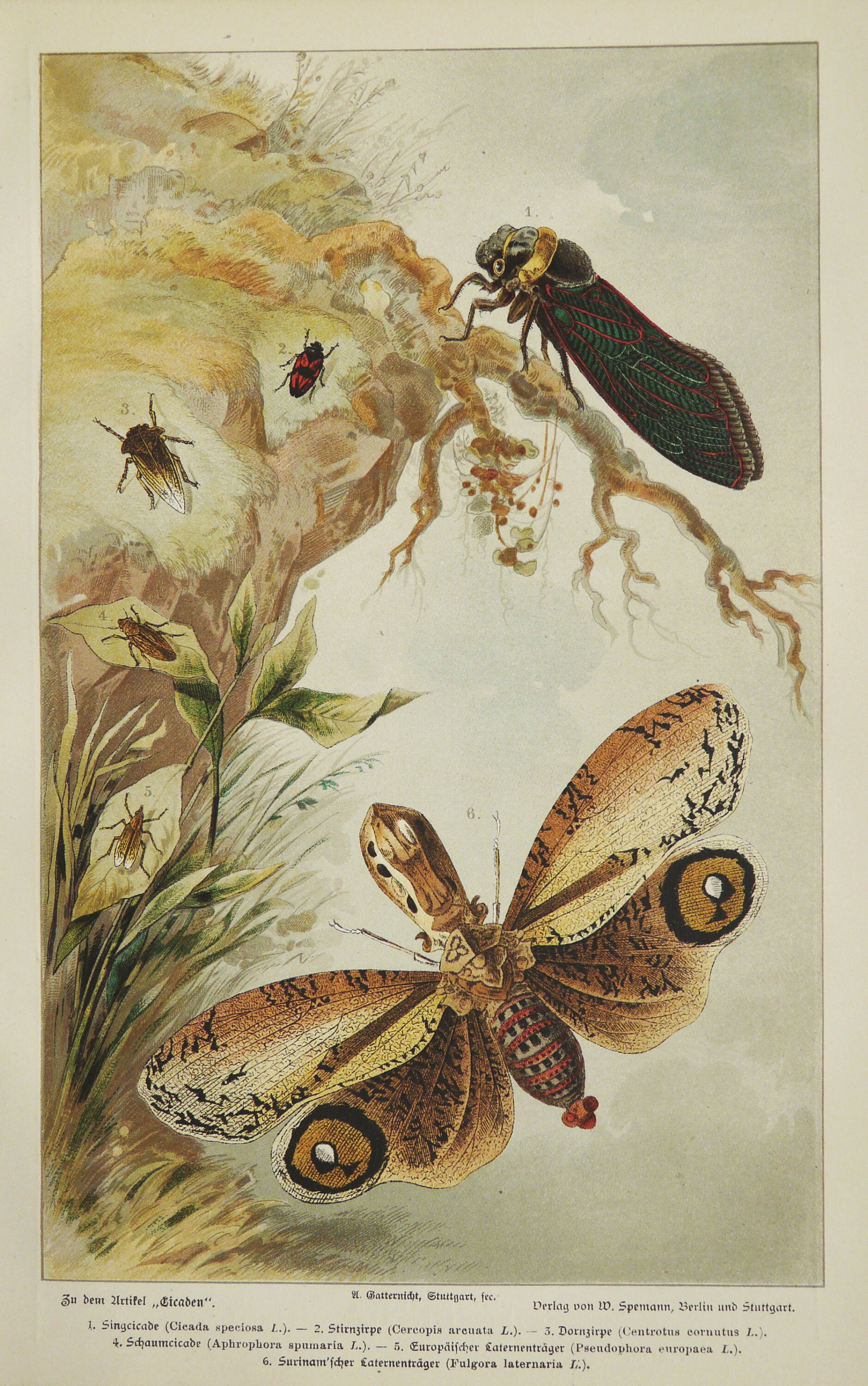 1889 Antique Lithograph of CICADAS, BUTTERFLIES, INSECTS, Different ...