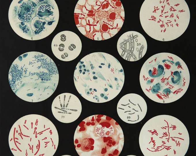 1897 Antique Lithograph of BACTERIA, Different Types. Microorganisms ...