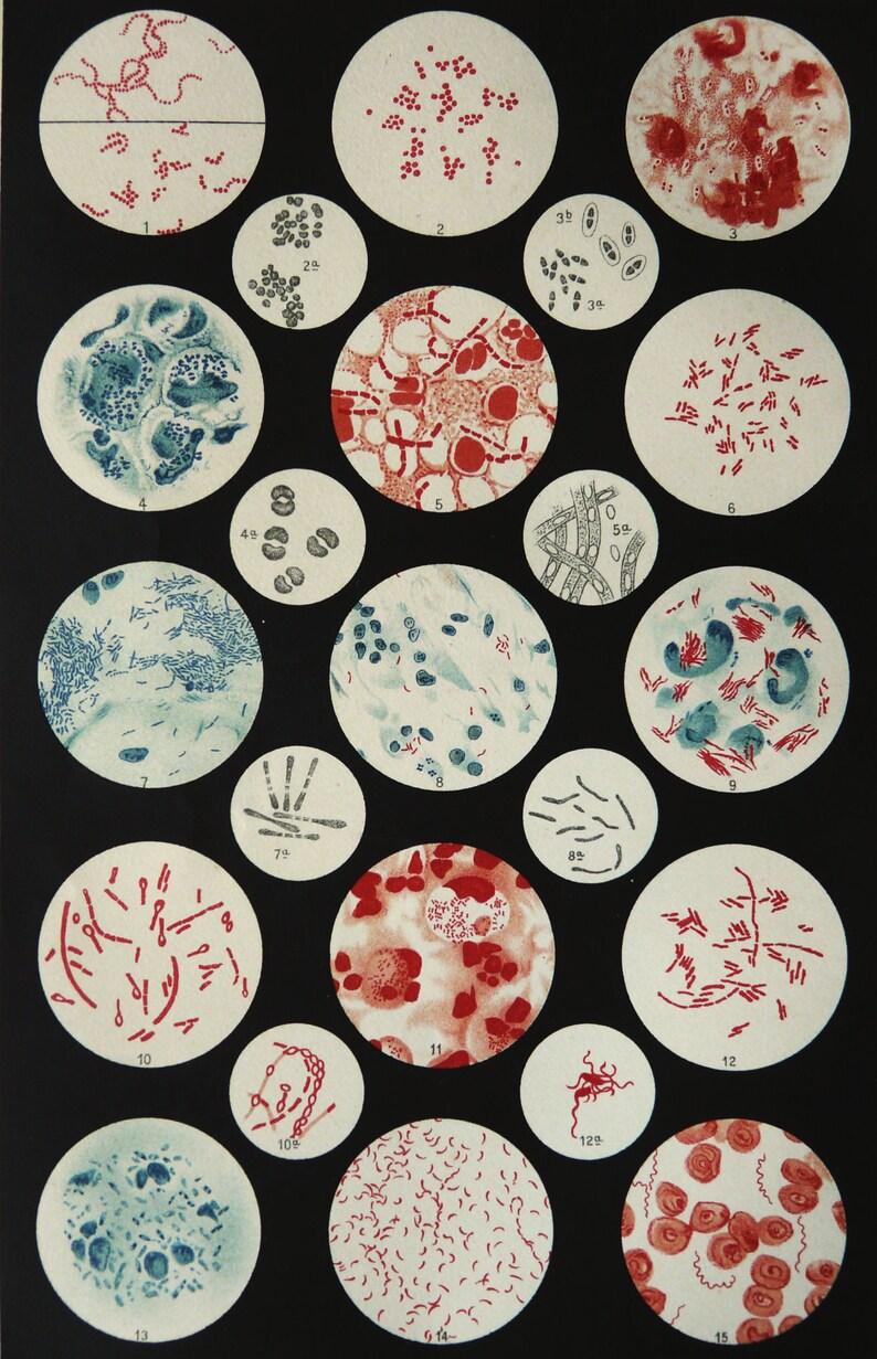 1897 Antique Lithograph of BACTERIA, Different Types. Microorganisms ...