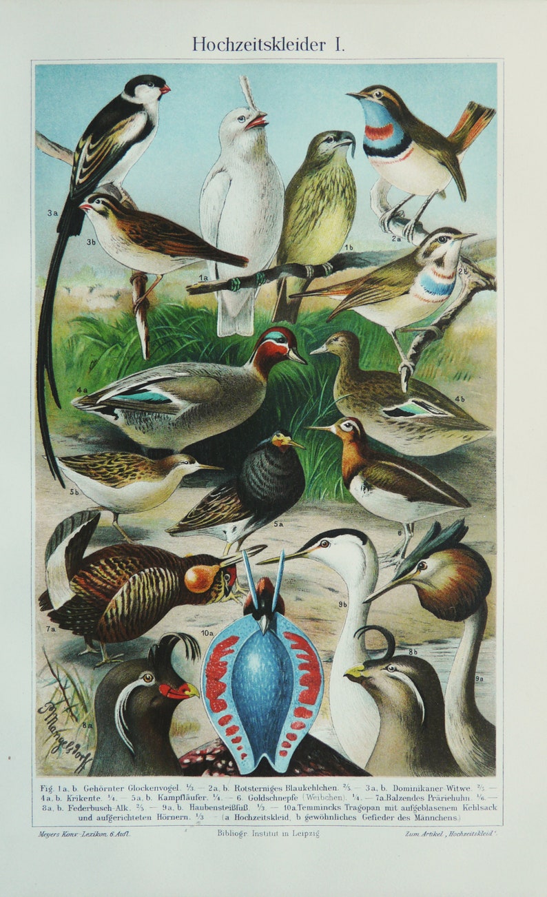 1897 Antique Lithograph of BIRDS, Different Species. Birds in Wedding ...