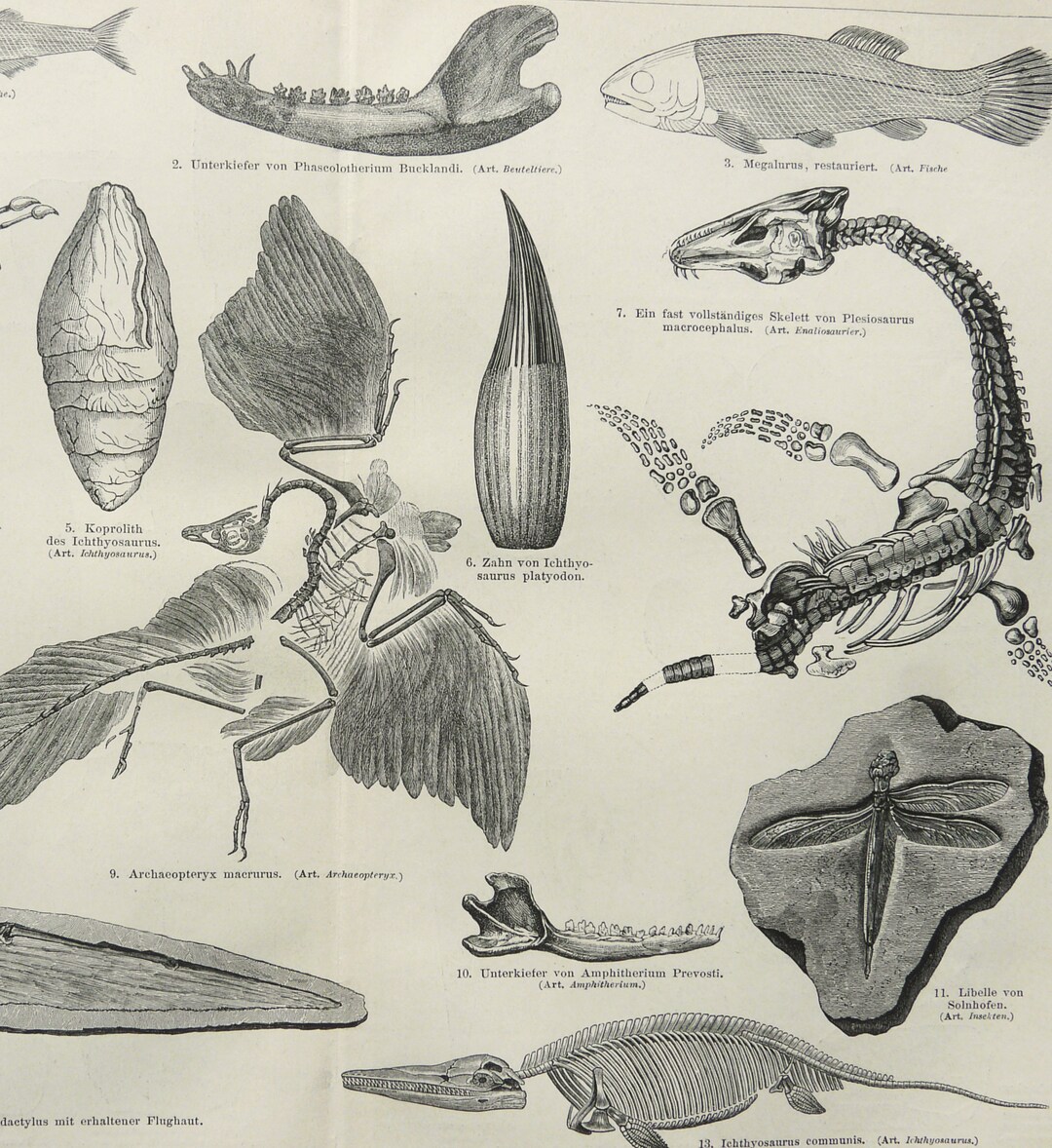 1897 Antique Print: FOSSILS PALEONTOLOGY. Dinosaurs. Jurassic - Etsy