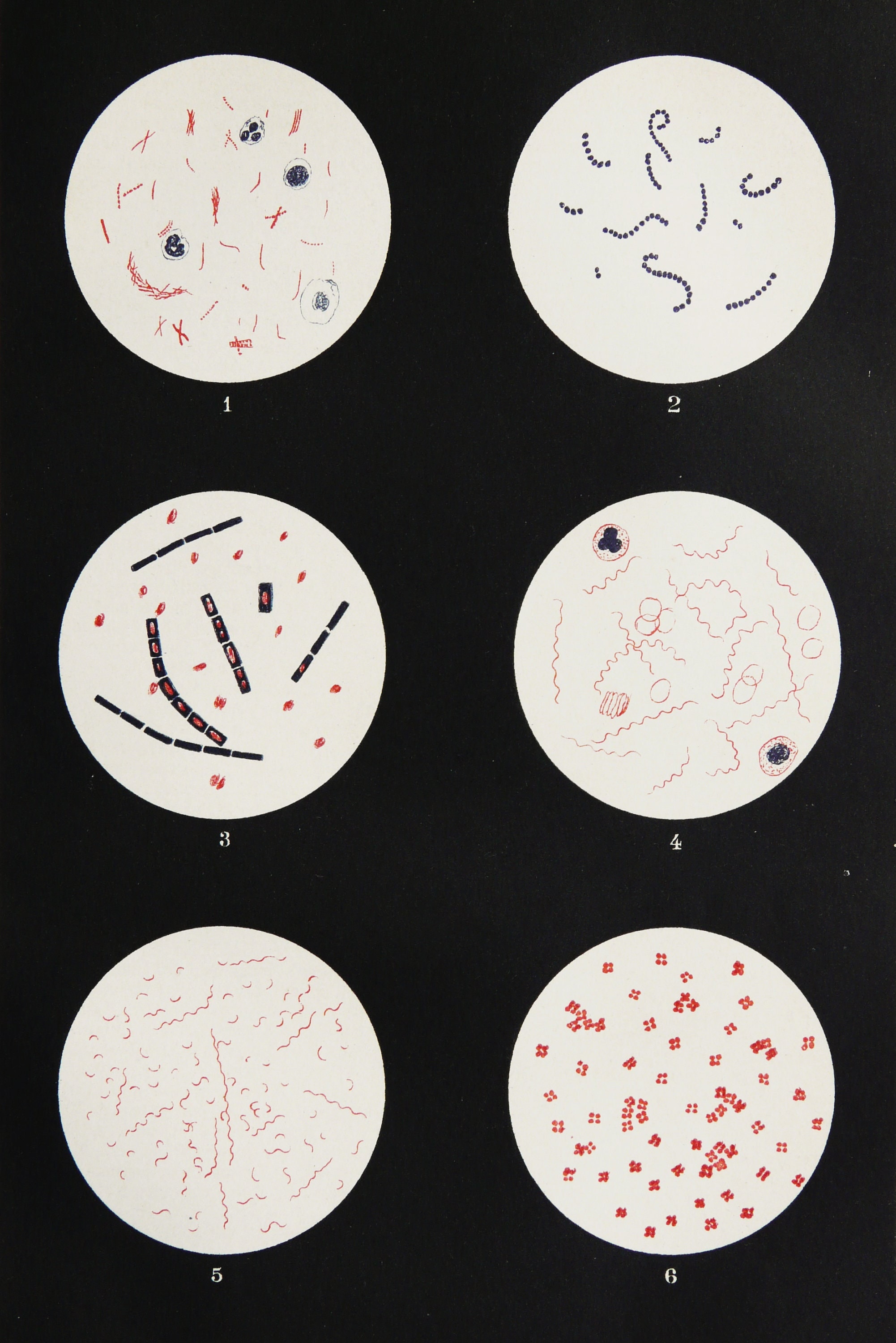1895 Antique Lithograph of BACTERIA, Different Types. Microorganisms ...