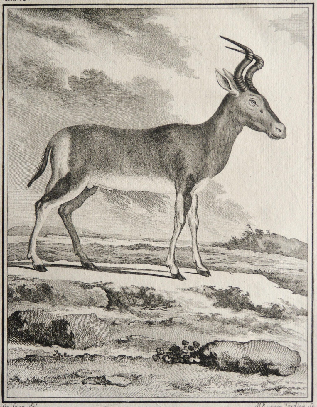 1760 Antique Buffon Copper Engraving of a HARTEBEEST ANTELOPE. African ...