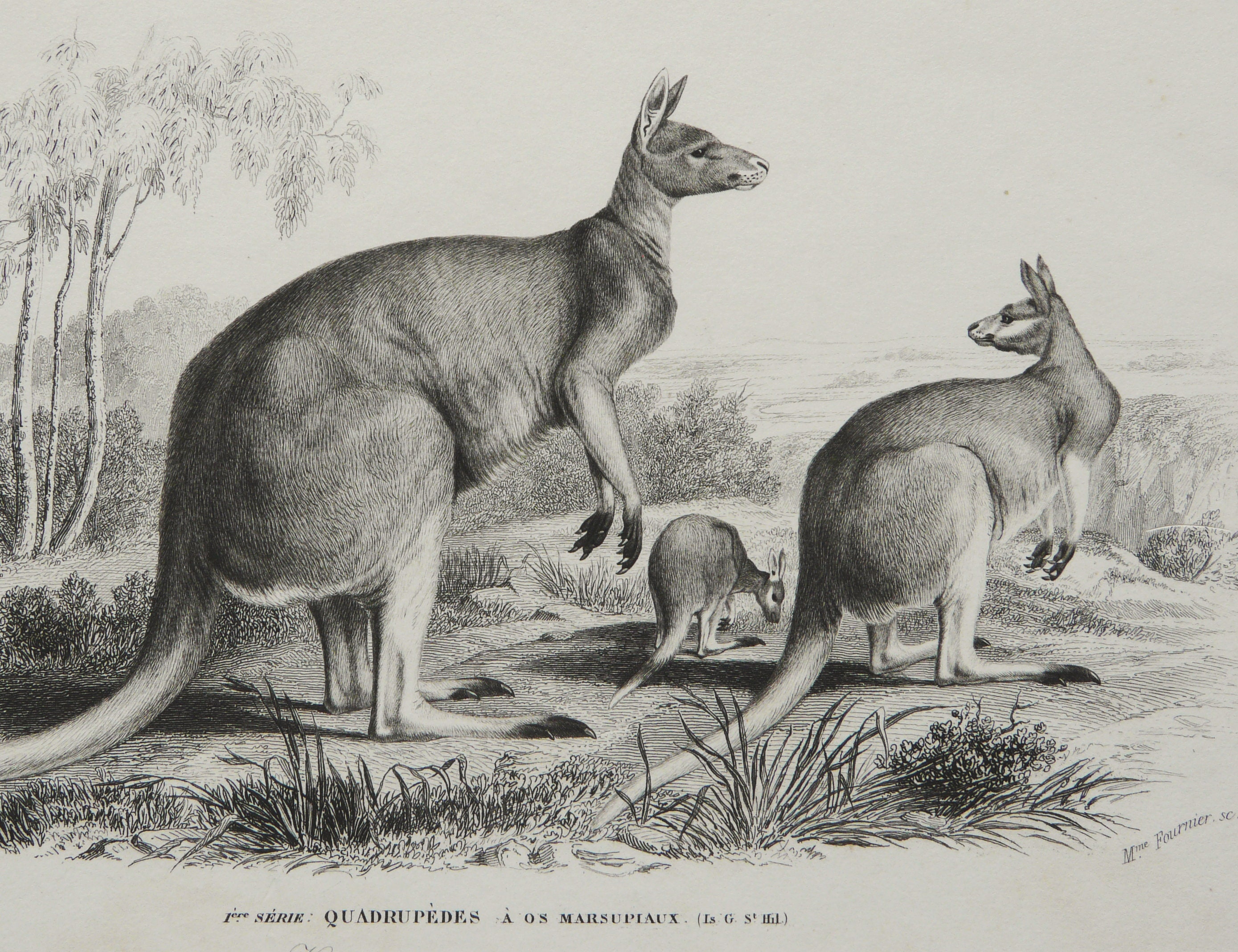 1849 Antique Lithograph of a FAMILY of RED KANGAROOS. Australian Fauna ...