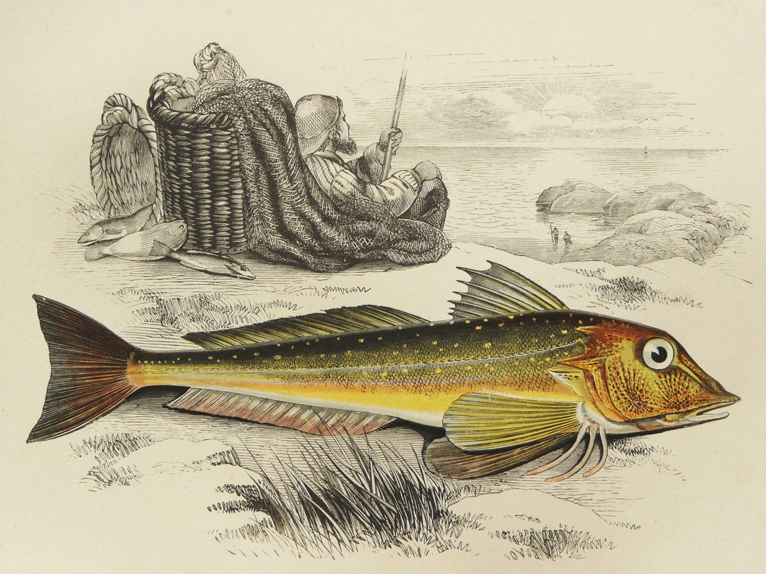 1844 Antique Engraving of a FISH. SEA LIFE. Fishing. Sea Robin Fish ...