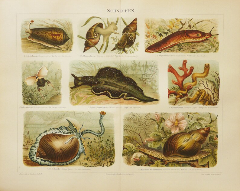 1897 Antique Lithograph of GASTROPODS. SNAILS. SLUG. Sea Snails. Shells ...