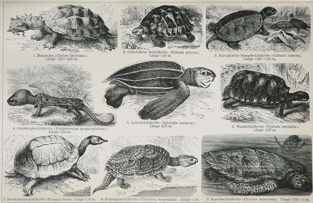 1895 Antique Print of TURTLES, TORTOISES, Different Species. Marine ...