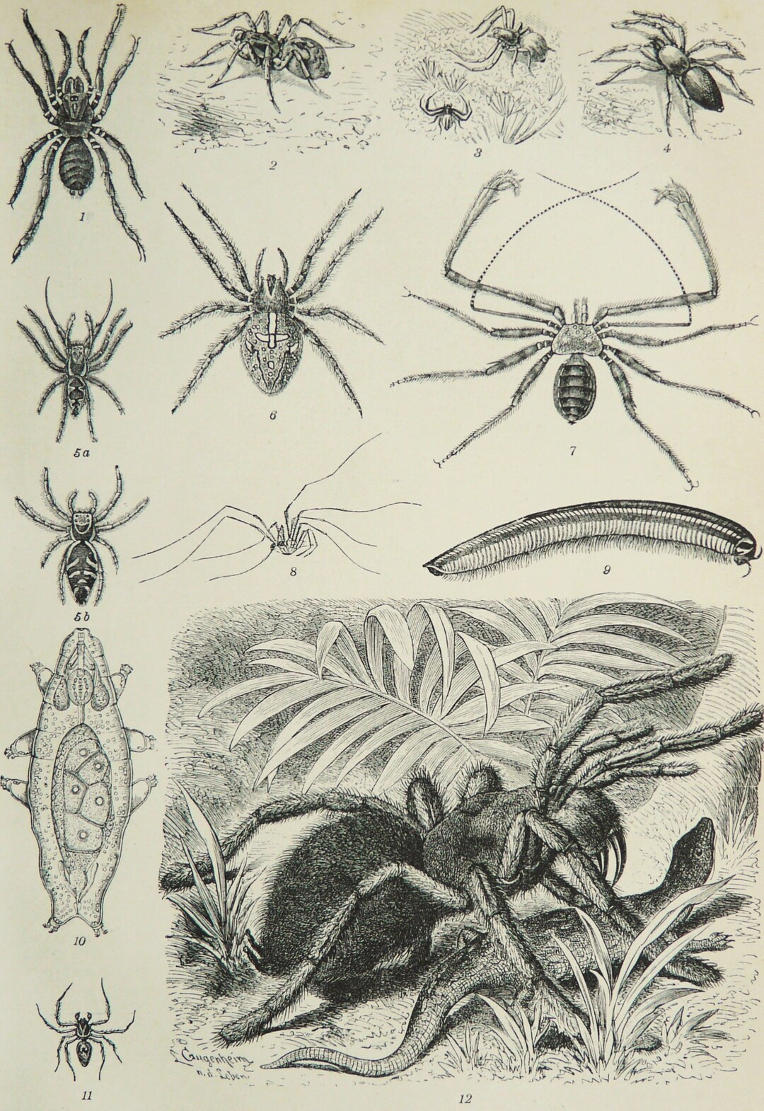 1895 Antique Print of ARACHNIDS, Different Species. Spiders. Scorpion ...