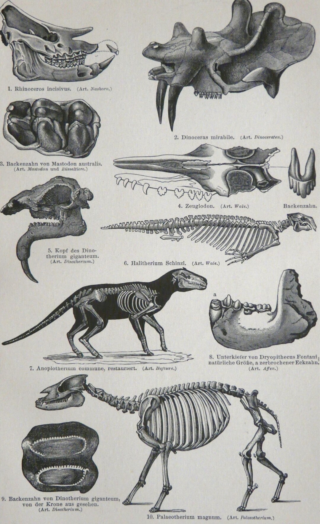 1897 Antique Print of FOSSILS. PALEONTOLOGY. Extinct Animals. Jurassic ...