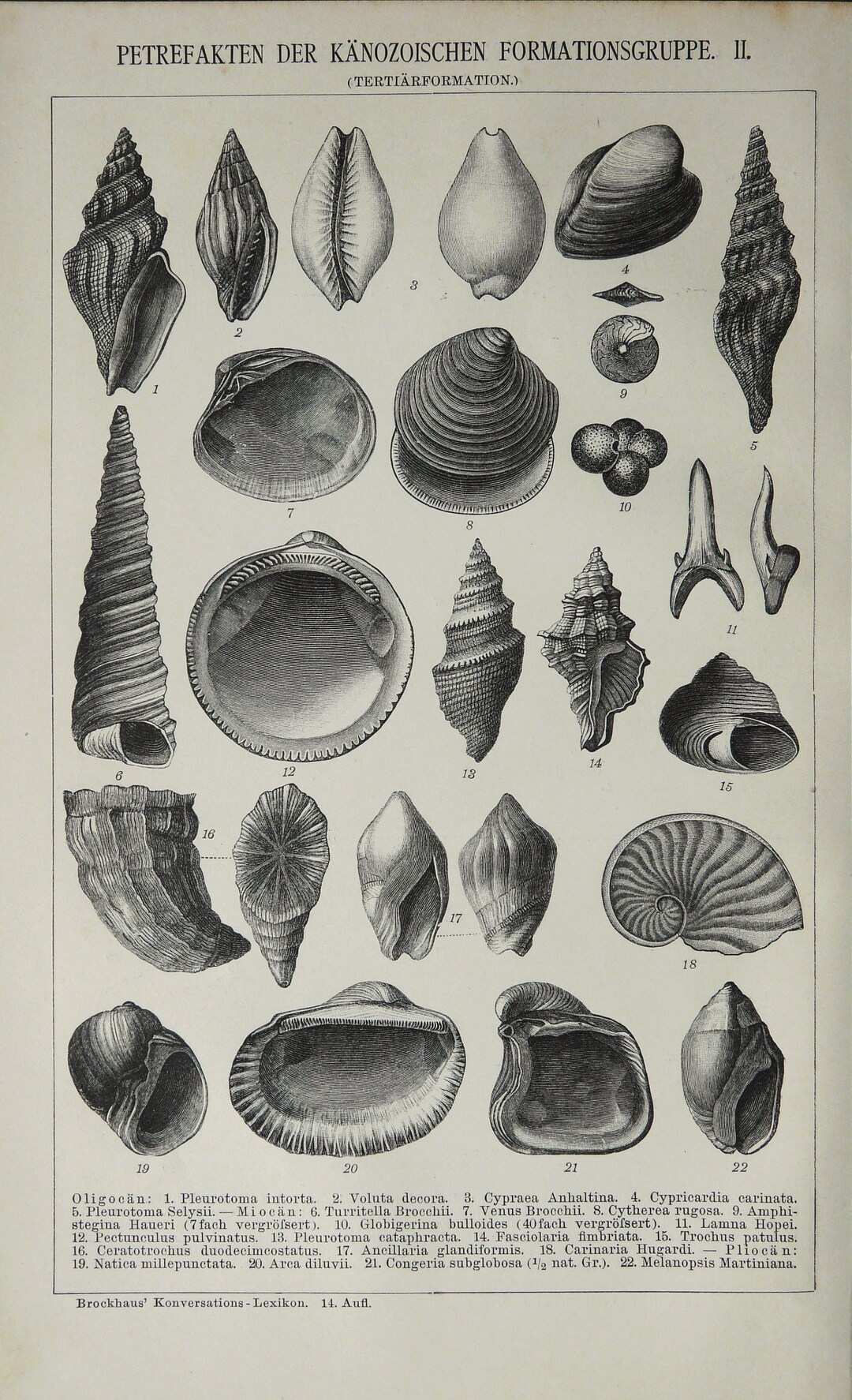 1895 Antique Print of FOSSILS, Different Types. Jurassic Era ...