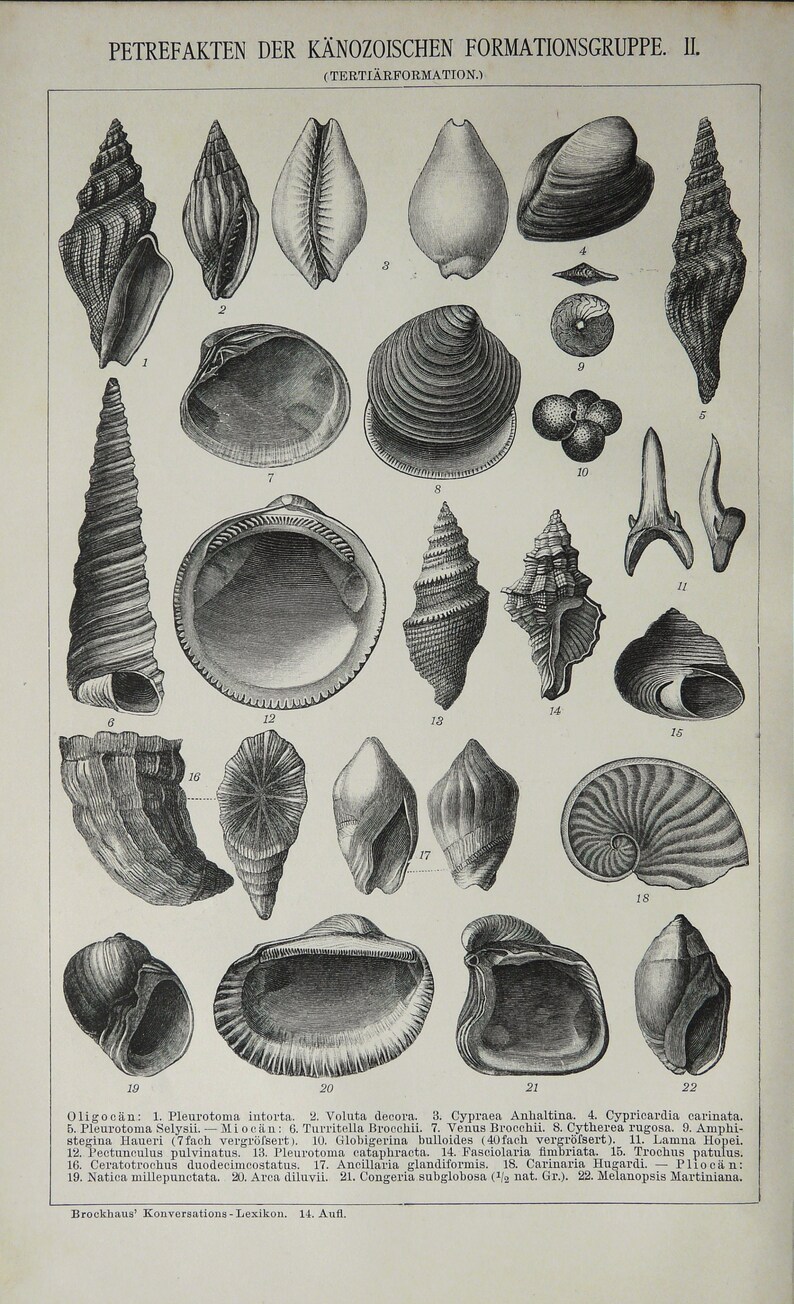 1895 Antique Print Of Fossils Different Types Jurassic Era Etsy