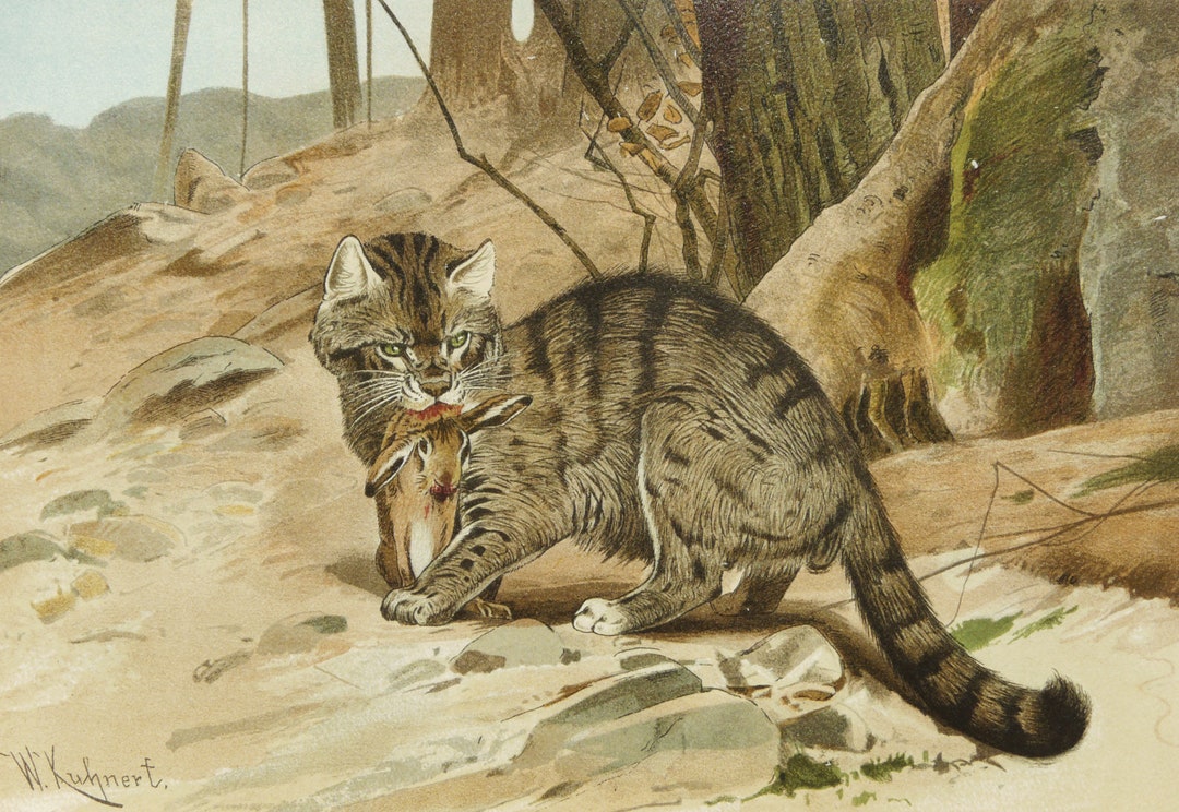 1890 Antique Lithograph of a WILD CAT. 134 Years Old Print. - Etsy