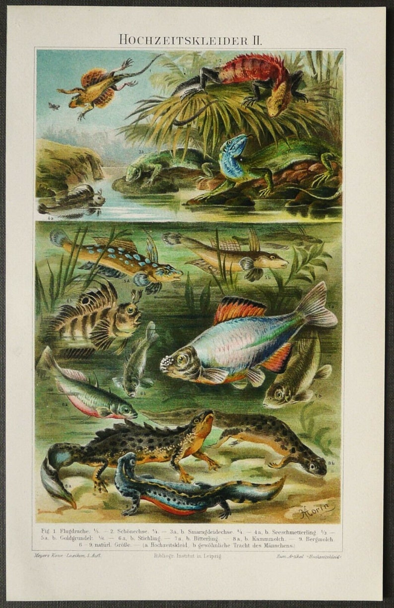 1897 Antique Lithograph of FRESHWATER FISHES and AMPHIBIANS. Fish ...