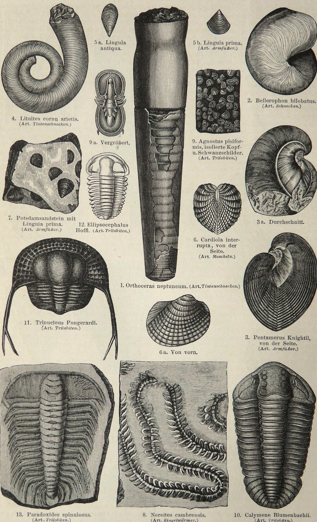 1897 Antique Print of FOSSILS. Extinct Marine Animals. Trilobites ...