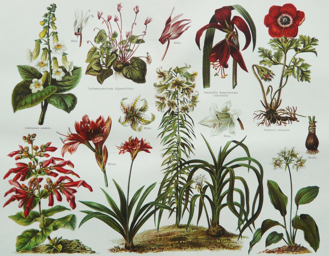 1897 Antique Lithograph of HOUSEPLANTS, PLANTS and FLOWERS. Orchids ...