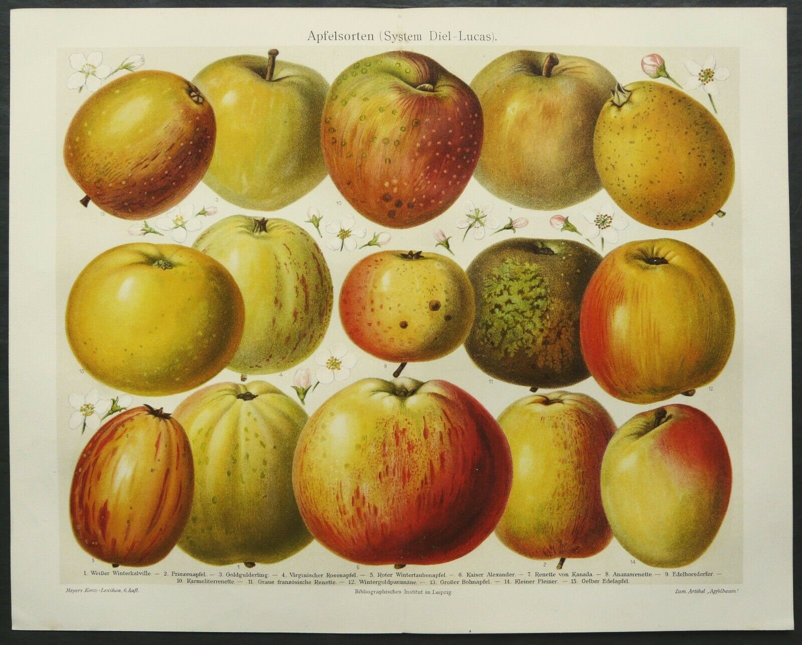 1897 Antique Lithograph of APPLES FRUITS Kitchen Decor. - Etsy