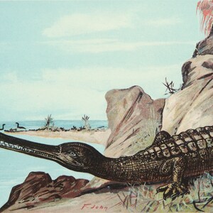 1900 Antique Lithograph of an ANCIENT CROCODILE: TELEOSAURUS ...