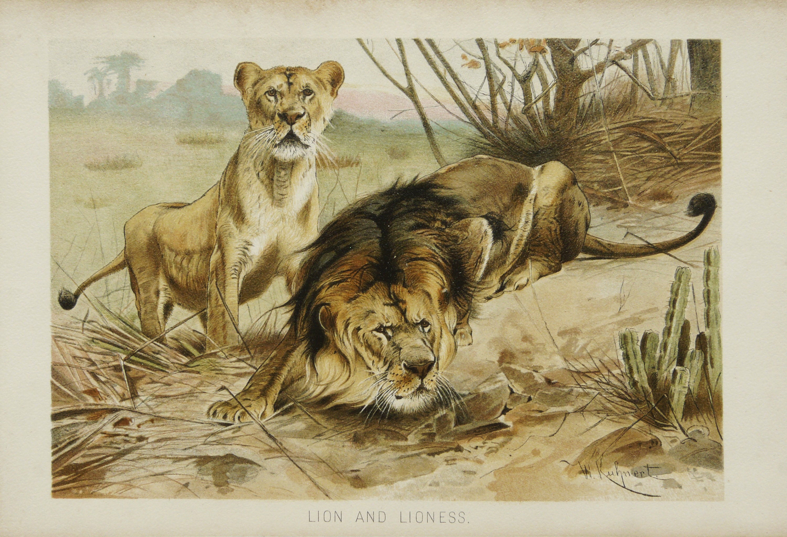 1890 Antique lithograph of LIONS. LION and LIONESS. African Fauna ...