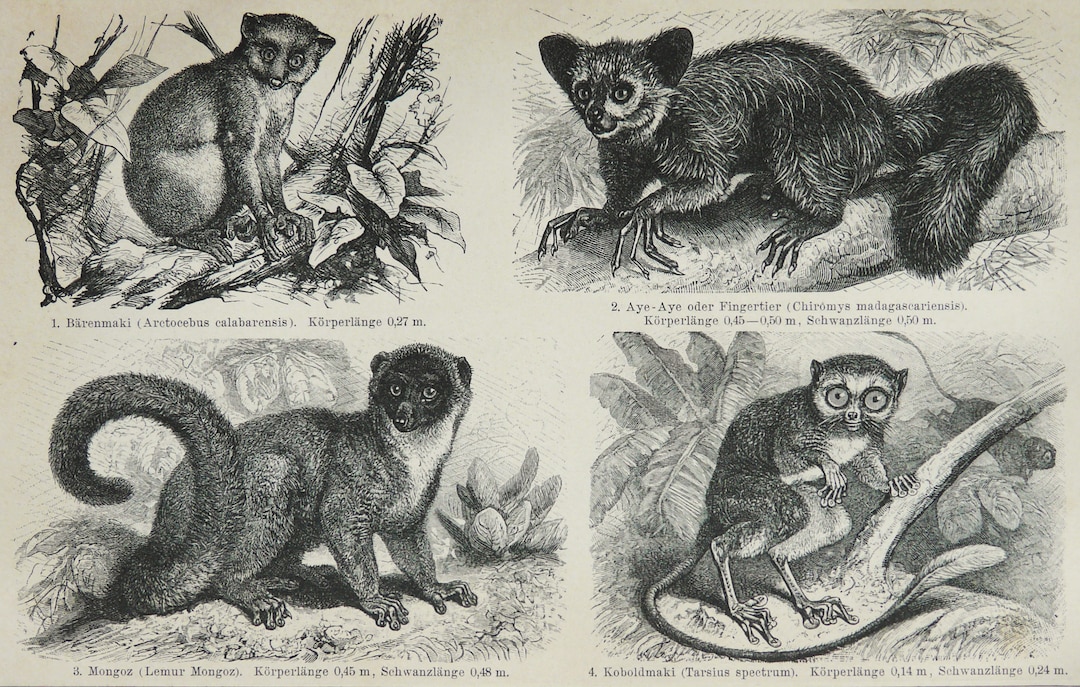 1895 Antique Print of RARE PRIMATES. Galago. Lemur. Tarsier. Monkeys ...
