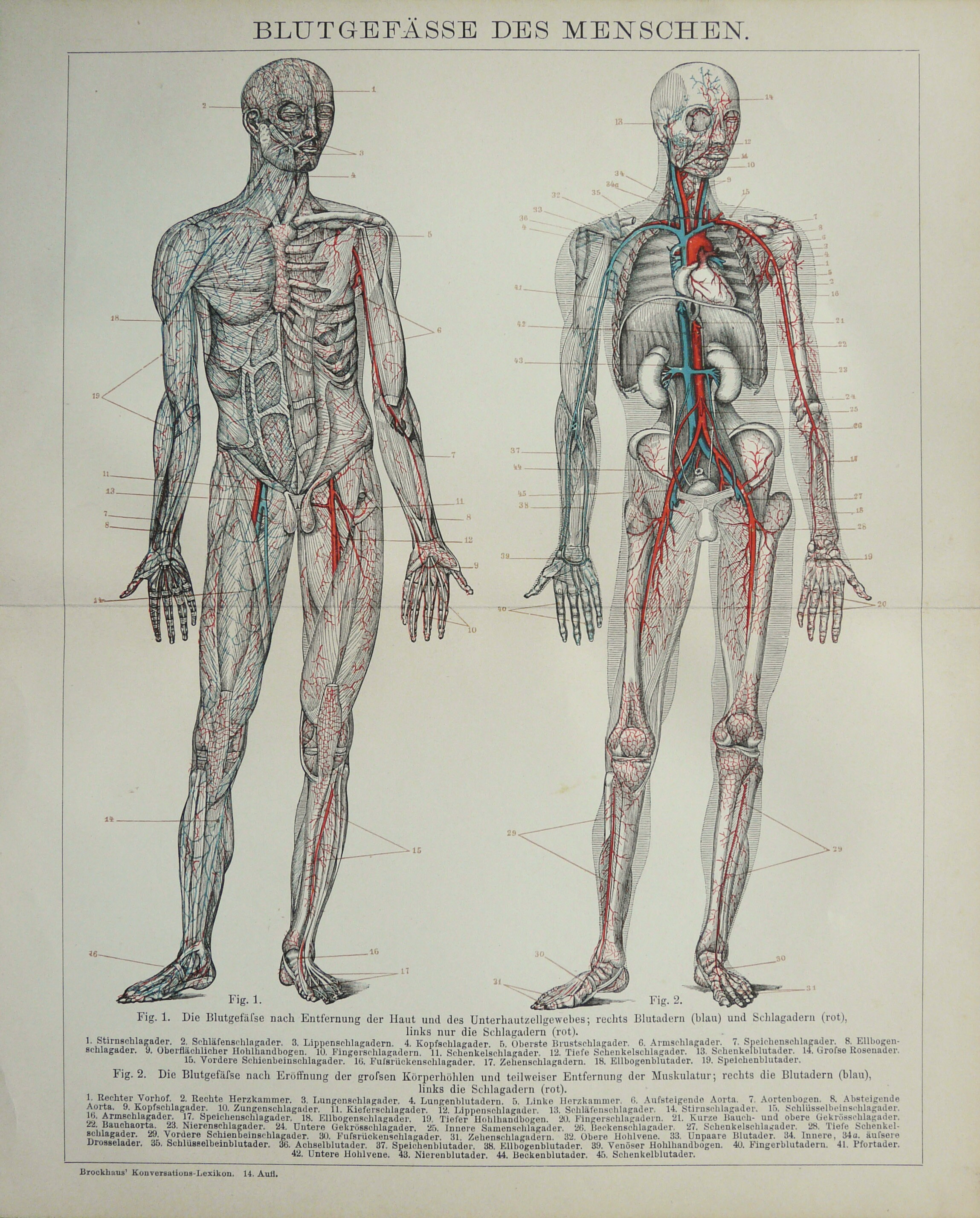 1895 Antique Print of HUMAN ANATOMY: Circulatory System. Blood Vessels ...