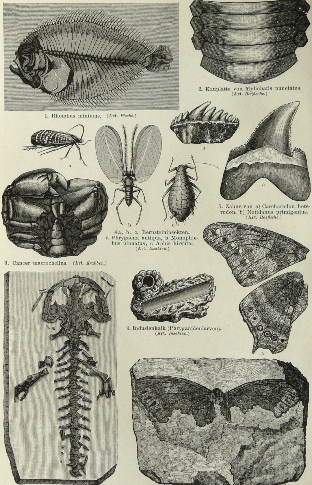 1897 Antique Print of FOSSILS. PALEONTOLOGY. Extinct Animals. Jurassic ...