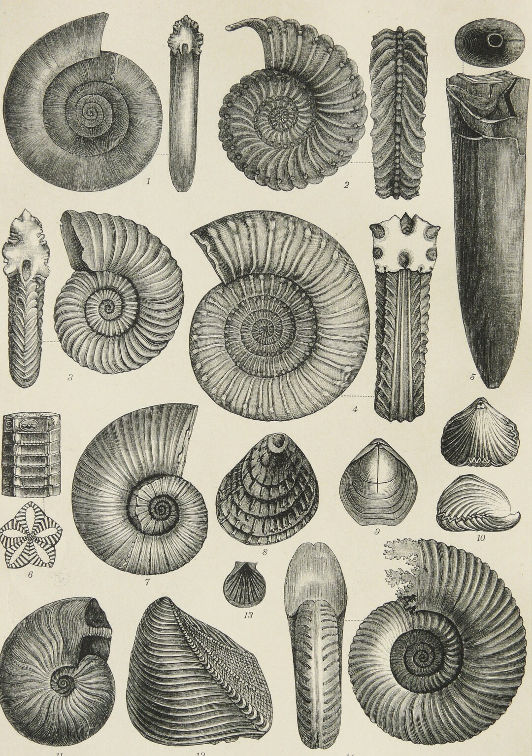 1895 Antique Print of FOSSILS, Different Types. Jurassic Era ...
