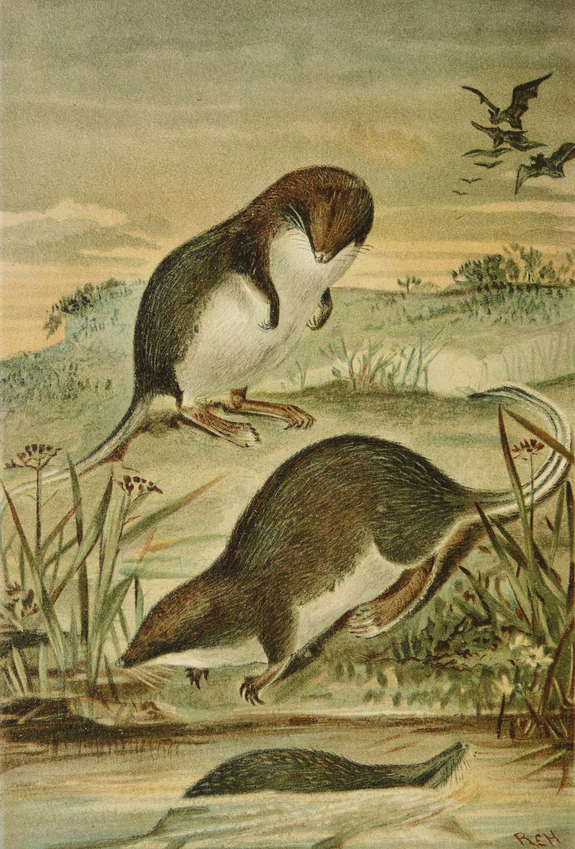 1890 Antique Lithograph of WEB-FOOTED TENREC. Malagasy Otter Shrew ...