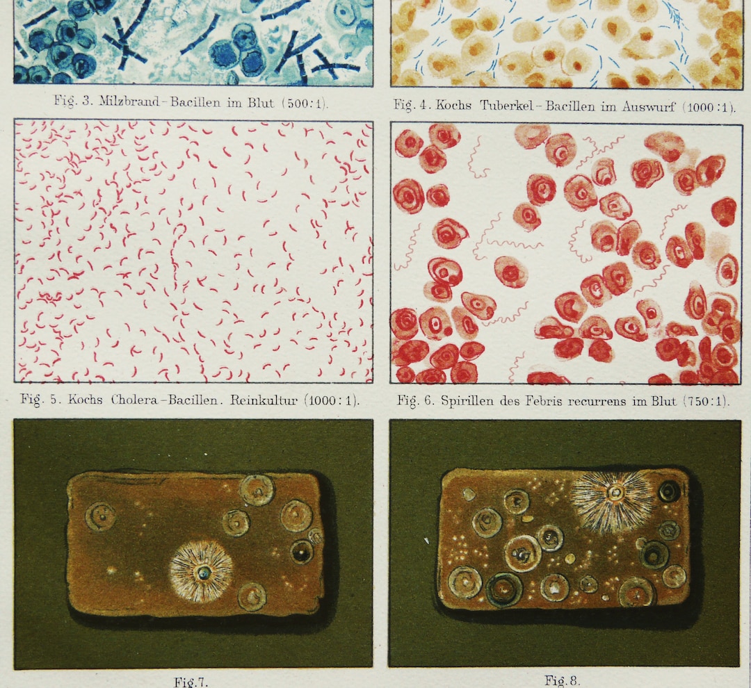 1897 Antique Lithograph of BACTERIA, Different Types. Microorganisms ...