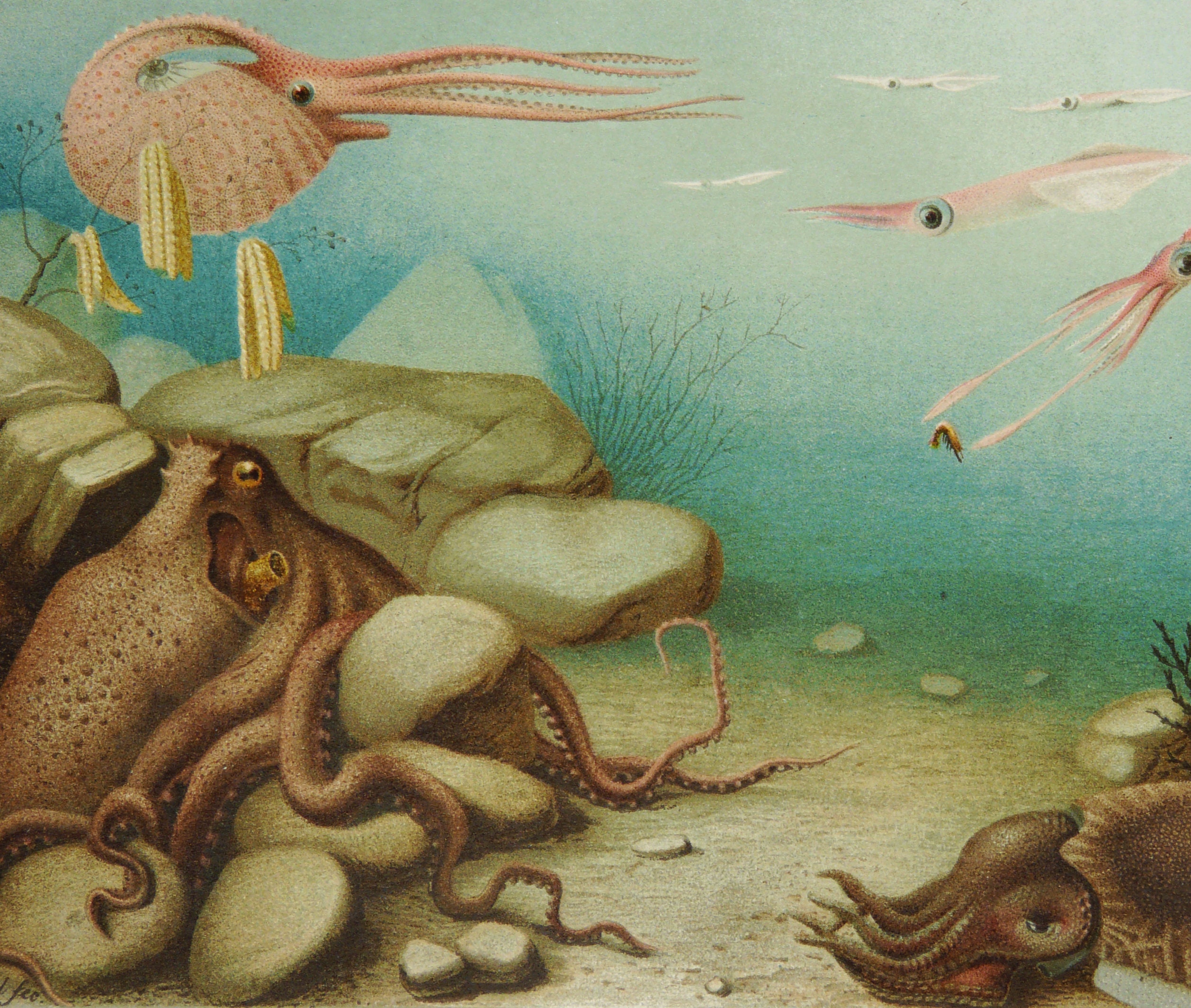 Lithographs Prints Art & Collectibles 1897 Antique print of an OCTOPUS ...