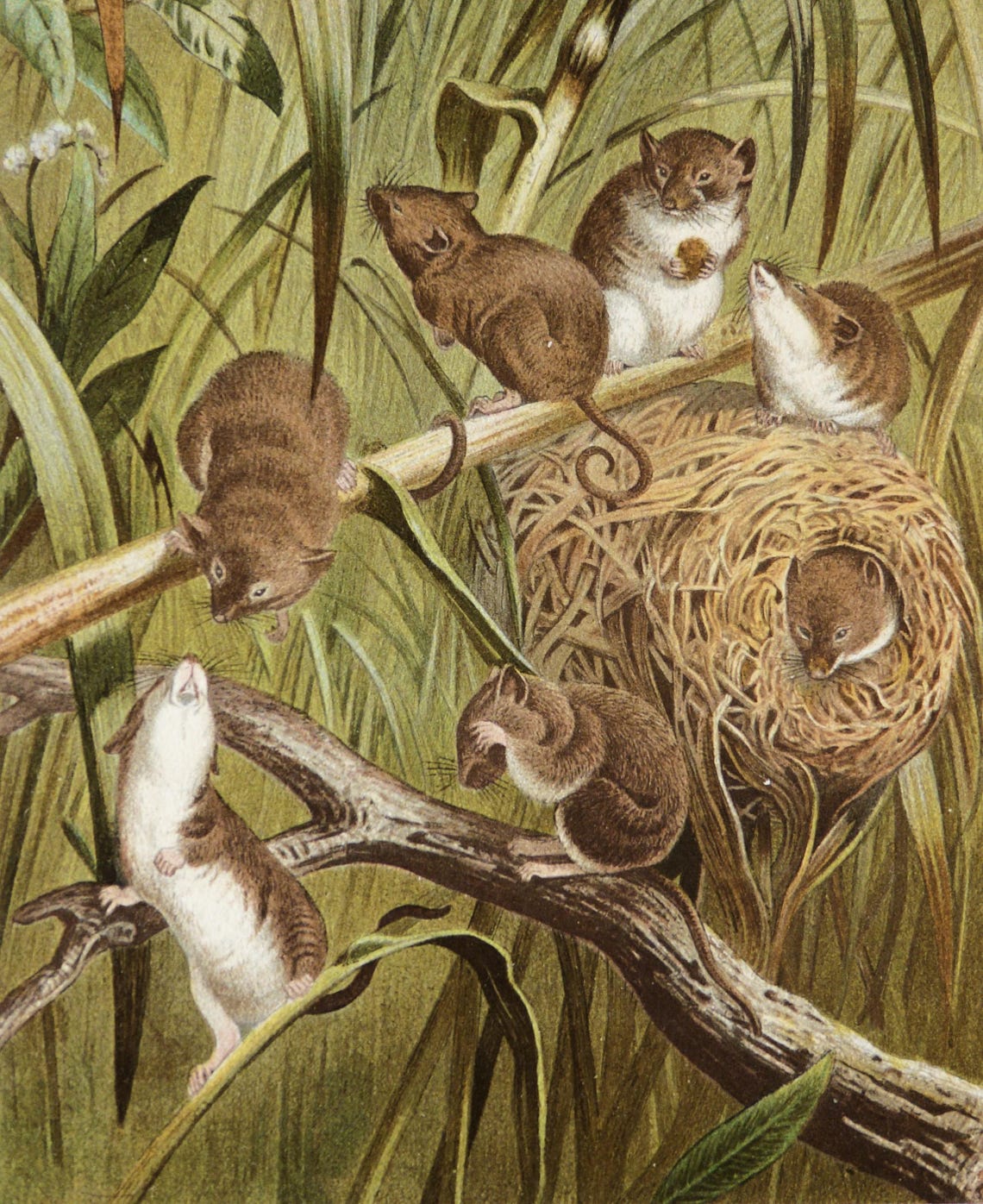 1890 Antique Lithograph of HARVEST MICE. Mini Mouse. Natural History ...