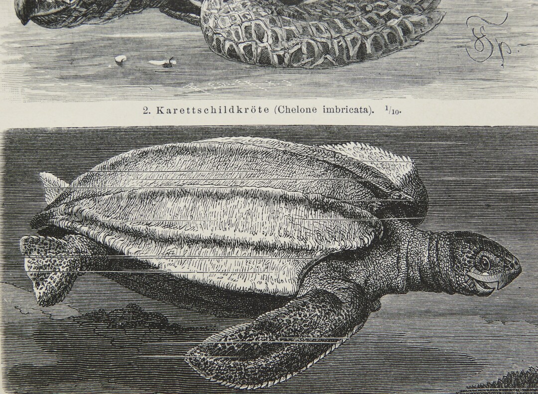 1897 Antique Print of TURTLES, TORTOISES, Different Species. Marine ...