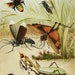 1895 Antique Lithograph of INSECTS, Different Species. Grasshopper ...