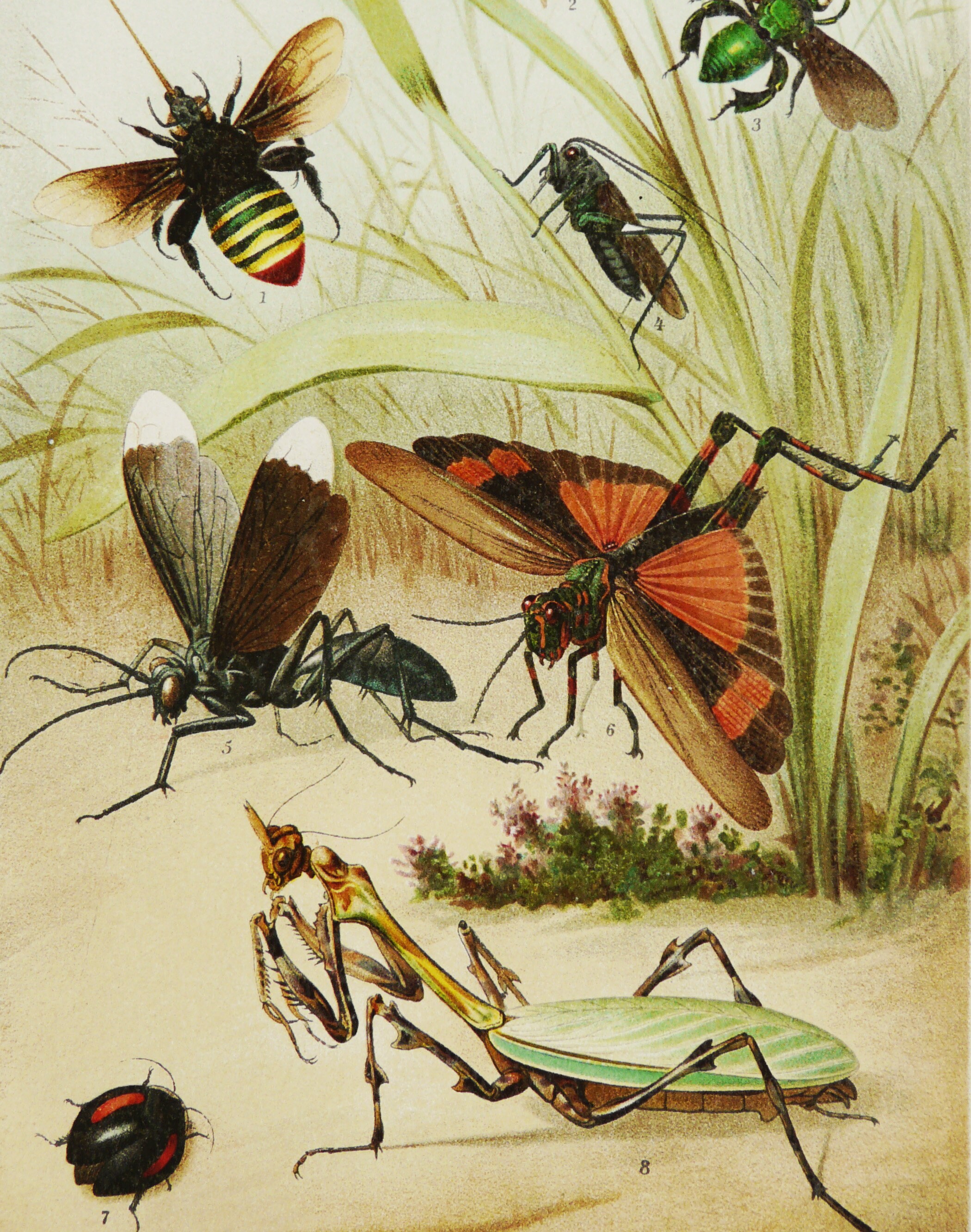 1895 Antique Lithograph of INSECTS, Different Species. Grasshopper ...
