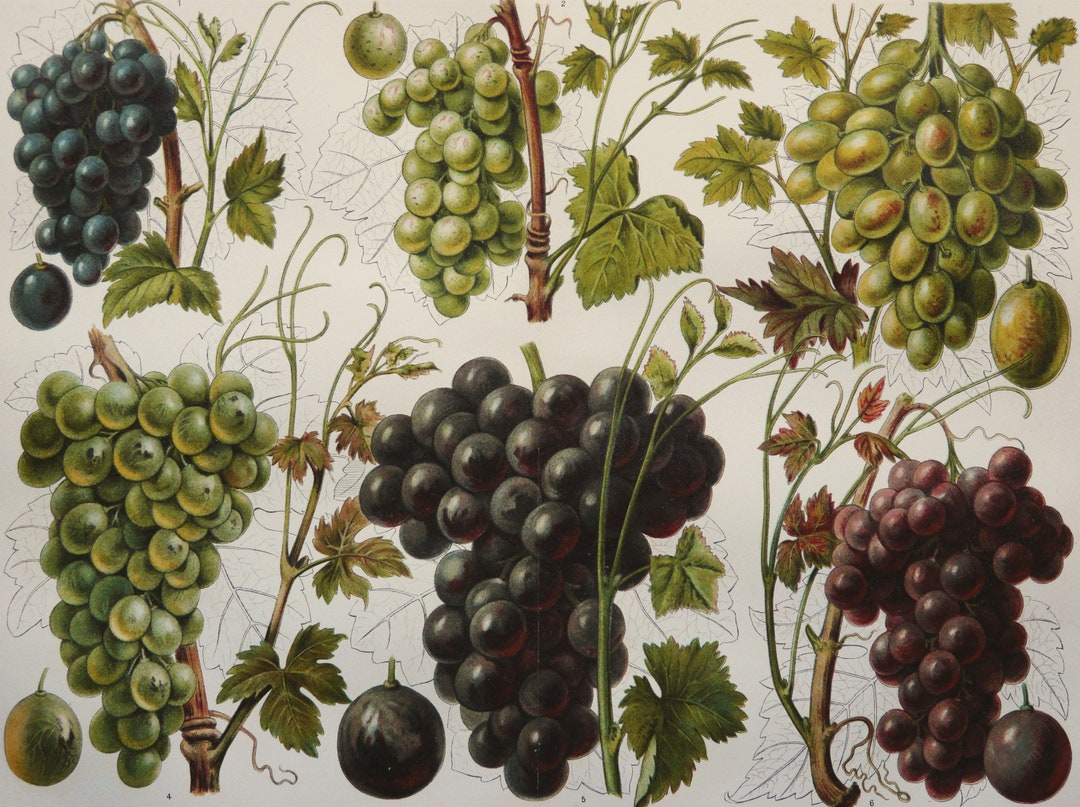 1897 Antique Lithograph of GRAPES, Different Types. Bunches of Grapes ...