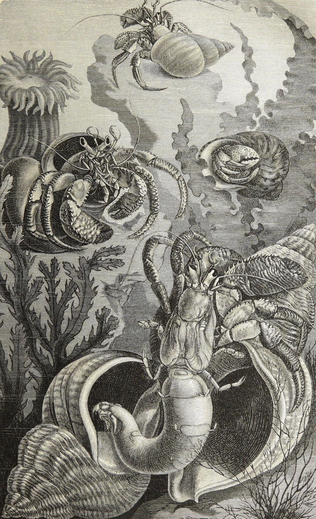 1897 Antique Print of HERMIT CRABS, Sea Life, Anemones, Seashells ...