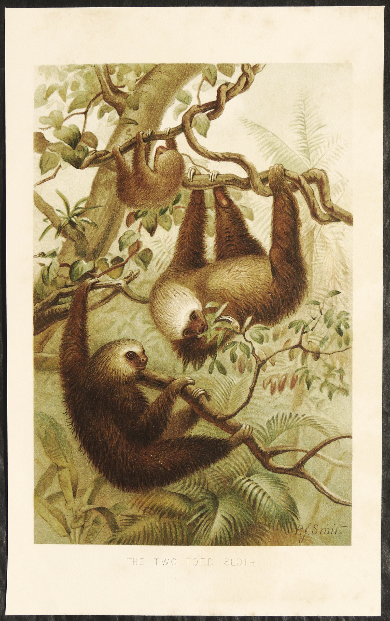 1890 Antique Lithograph of SLOTHS. Two-toed Sloths. Sloth. - Etsy