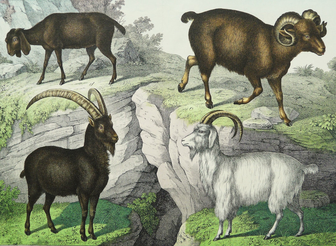 1880 Antique Lithograph of GOATS, Different Species. Wild Goat. Sheep ...