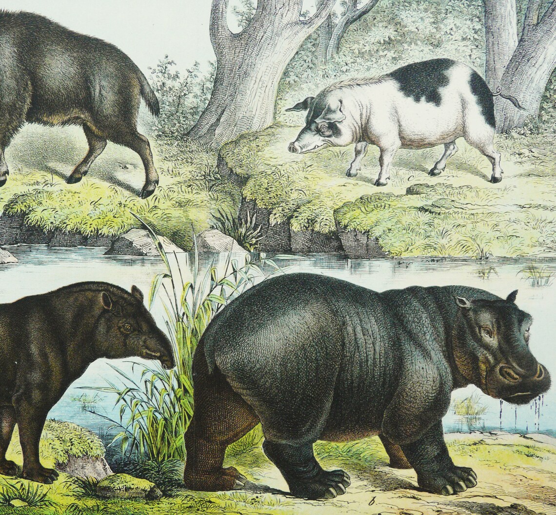 1880 Antique Lithograph of FAUNA, Different Species of Animals ...