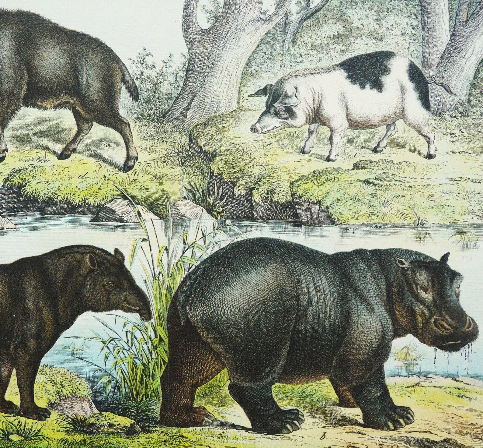 1880 Antique Lithograph of FAUNA, Different Species of Animals ...