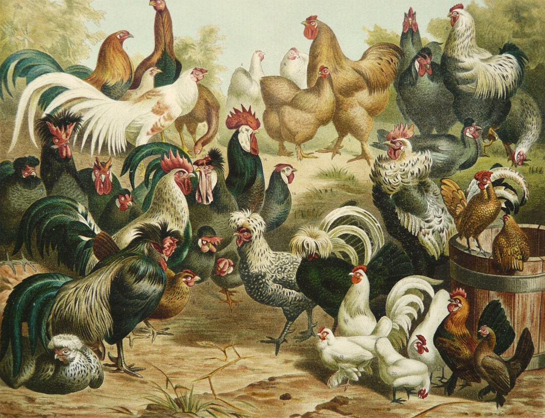 1897 Antique Lithograph of CHICKEN, Different Species. Rooster. Hen ...