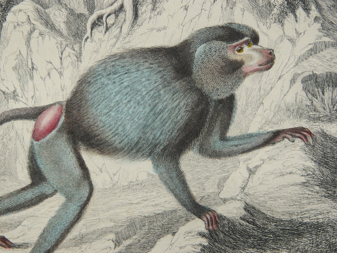 1854 Antique Engraving of a HAMADRYAS BABOON MONKEY. Primates. Monkeys ...