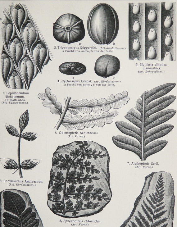 Jurassic Period Plants