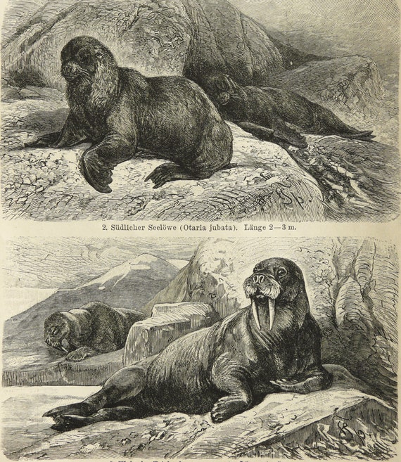 Lithographs Prints Art & Collectibles 1897 Antique print of an OCTOPUS ...