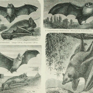 1895 Antique Print of BATS, FLYING MAMMALS, Vampires. 130 Years Old ...