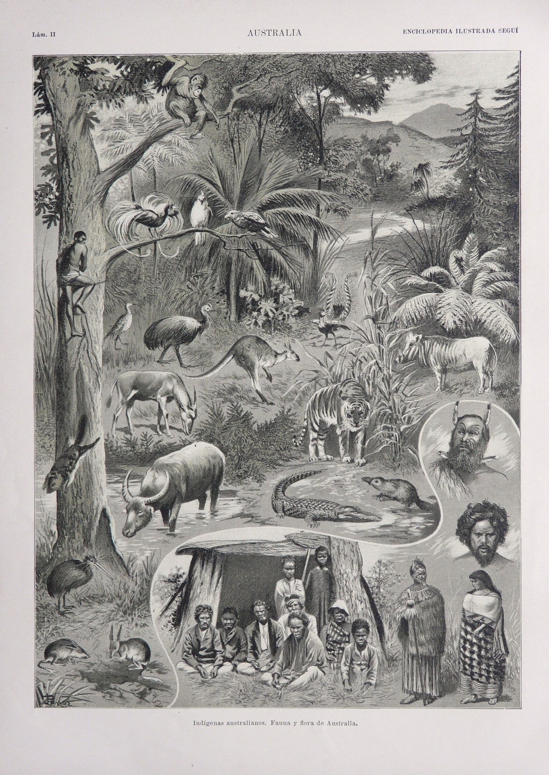 1900 Antique Lithograph of PEOPLE and FAUNA From AUSTRALIA. Australian ...