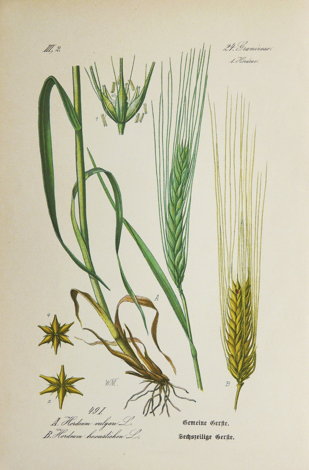 1885 Antique Botanical Print of a BARLEY PLANT. Cereals. Spikes ...