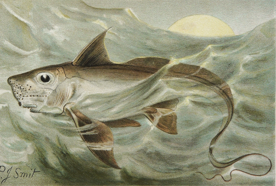 1890 Antique Lithograph of CHIMAERA FISHES. Sea Life. Ghost - Etsy