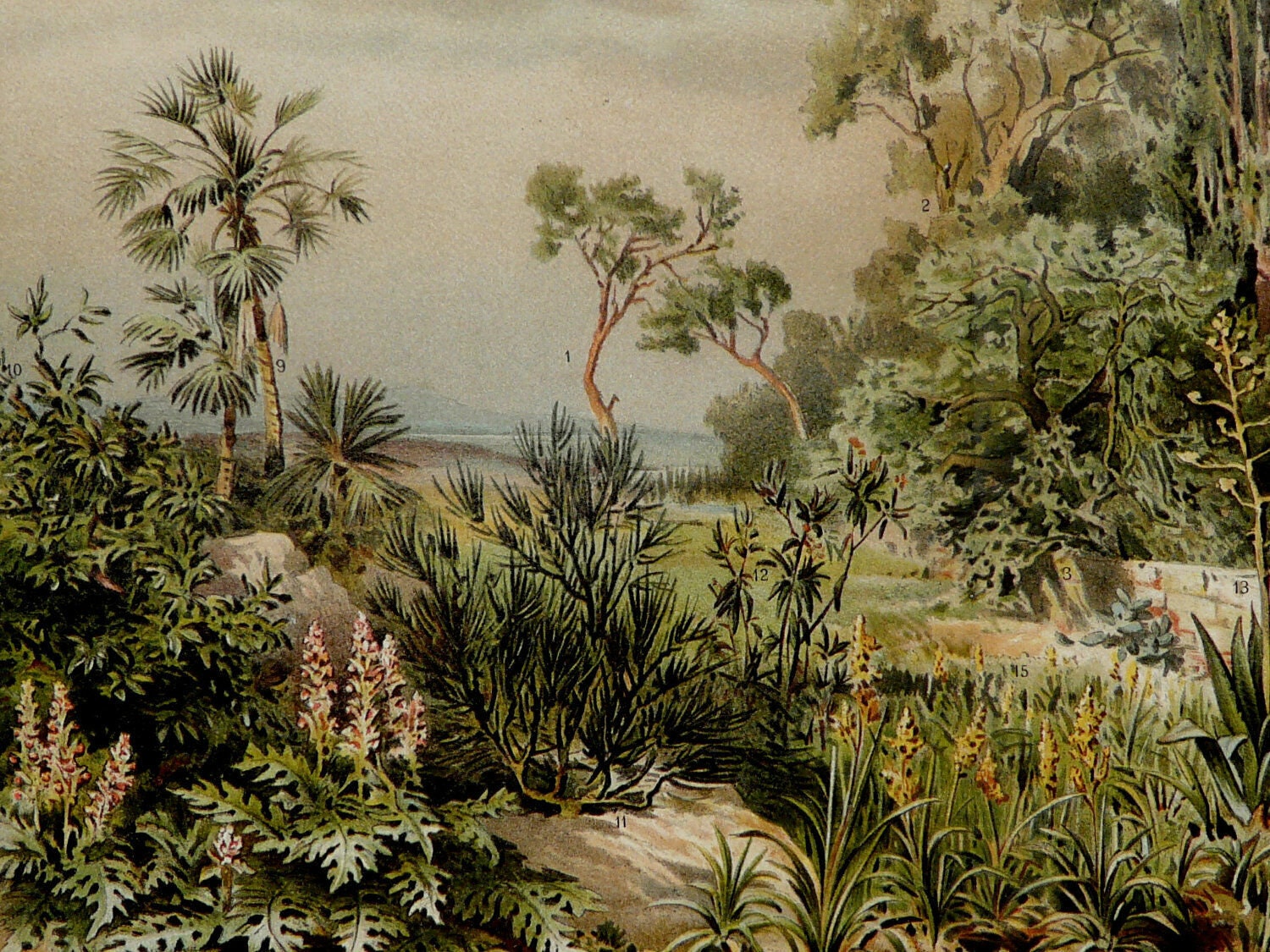 1897 Antique Lithograph of MEDITERRANEAN FLORA, Different Species of Trees of Plants. Botany ...